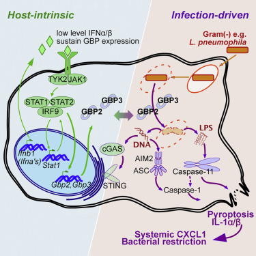 Constitutive Interferon Maintains GBP Expression Required for Release ...