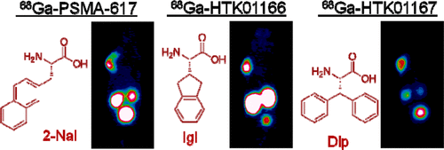 接头修饰对 68 Ga标记的PSMA靶向成像探针的肿瘤与肾脏对比的影响,Molecular Pharmaceutics - X-MOL