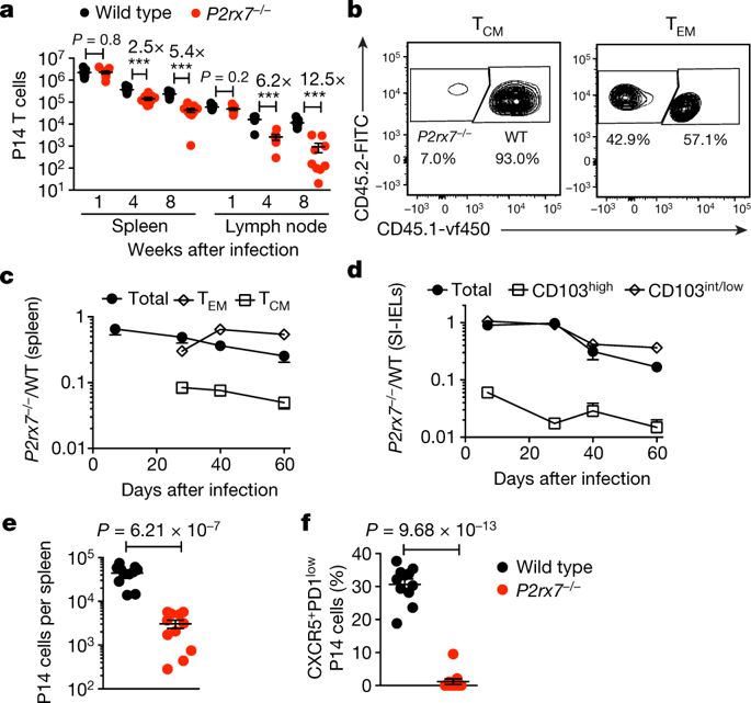 The purinergic receptor P2RX7 directs metabolic fitness of long-lived ...