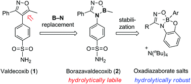 Valdecoxib vs. borazavaldecoxib: isoxazole BN/CC isosterism as a case study in designing and ...