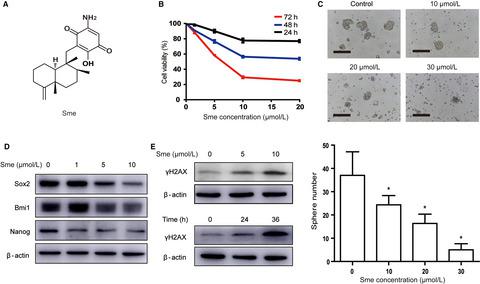 Marine sponge‐derived smenospongine preferentially eliminates breast ...