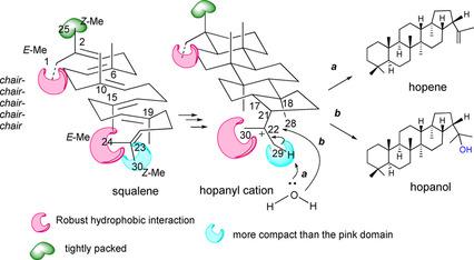 Squalene‐Hopene Cyclase: Mechanistic Insights into the Polycyclization ...
