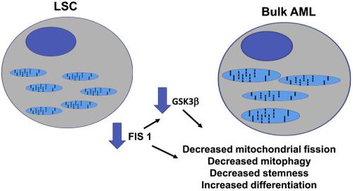 Mitochondrial Shapeshifting Impacts AML Stemness and Differentiation.,Cell Stem Cell - X-MOL