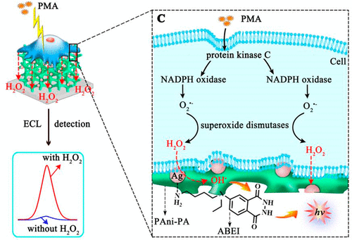 Functional Three-Dimensional Porous Conductive Polymer Hydrogels for ...