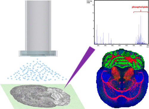 Utilizing a Mini-Humidifier To Deposit Matrix for MALDI Imaging ...