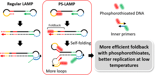 Phosphorothioated Primers Lead to Loop-Mediated Isothermal ...