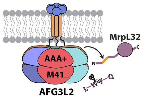 Dissecting Substrate Specificities of the Mitochondrial AFG3L2 Protease ...