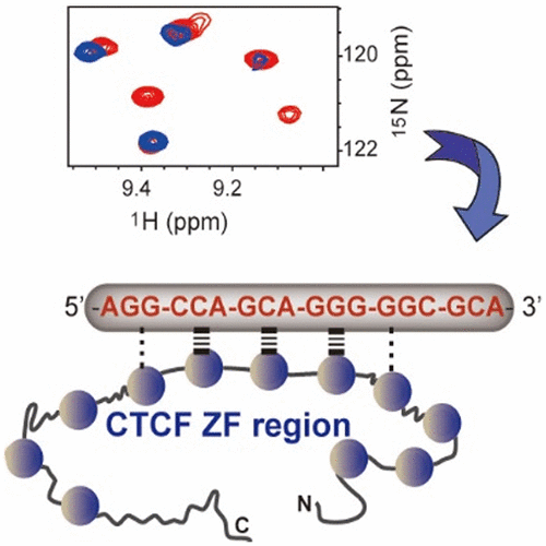 Dynamic Nature of CTCF Tandem 11 Zinc Fingers in Multivalent Recognition of DNA As Revealed by ...
