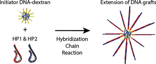 Grafting from a Hybrid DNA-Covalent Polymer by the Hybridization Chain ...