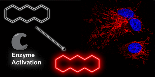 Enzyme-Activated Fluorogenic Probes for Live-Cell and in Vivo Imaging ...