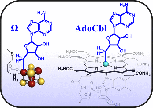 A paradigm shift for radical SAM reactions: The organometallic ...