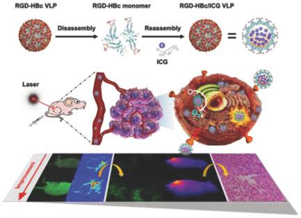 Improved Stable Indocyanine Green (ICG)‐Mediated Cancer ...