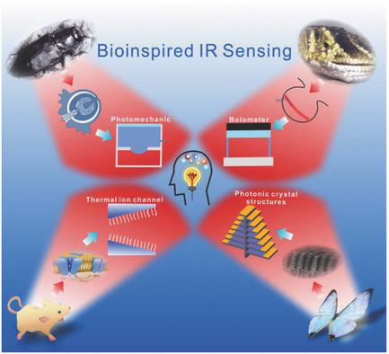 Bioinspired Infrared Sensing Materials and Systems,Advanced Materials ...