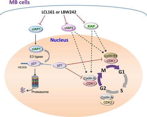 凋亡蛋白的靶向抑制剂可通过G2 / M期阻滞和p21的弱化来抑制髓母细胞瘤细胞增殖,Cancer Medicine - X-MOL
