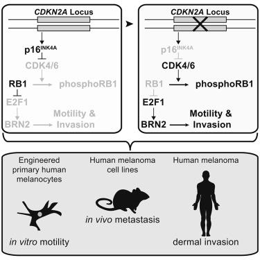 Bi-allelic Loss of CDKN2A Initiates Melanoma Invasion via BRN2 ...