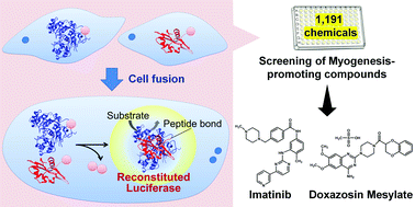 A robust split-luciferase-based cell fusion screening for discovering ...