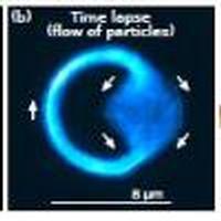 Dynamic morphing of 3D curved laser traps for all-optical manipulation ...