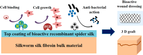 Recombinant Spider Silk Functionalized Silkworm Silk Matrices as ...