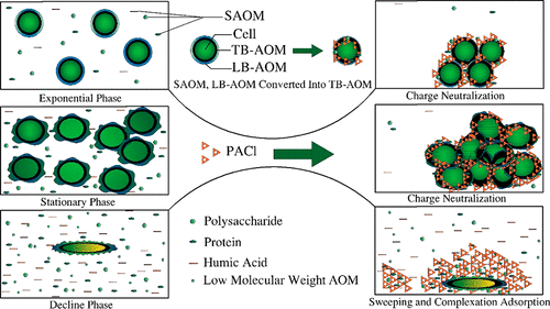Flocculation–Dewatering Behavior of Microalgae at Different Growth ...