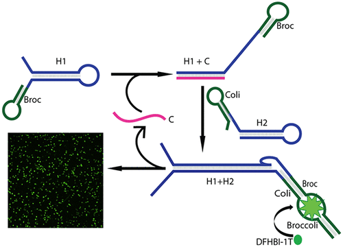 Genetically Encoded Catalytic Hairpin Assembly for Sensitive RNA ...