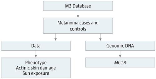 Contributions By Mc1r Variants To Melanoma Risk In Males And Females