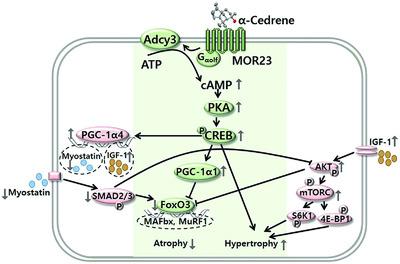 α-Cedrene，一种新鉴定的 MOR23 配体，可增加骨骼肌质量和强度,Molecular Nutrition & Food ...