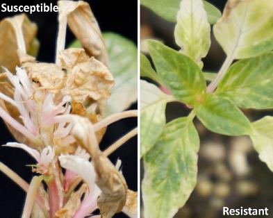 Tembotrione detoxification in 4‐hydroxyphenylpyruvate dioxygenase (HPPD ...