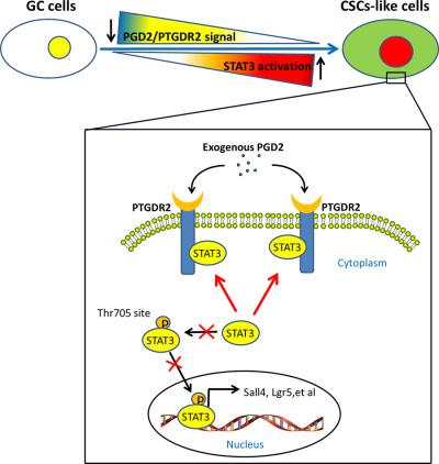PGD 2/PTGDR2 信号限制胃癌的自我更新和肿瘤发生,STEM CELLS - X-MOL