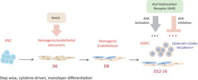 Notch 和 AHR 信号影响人类多能干细胞的最终造血,STEM CELLS - X-MOL