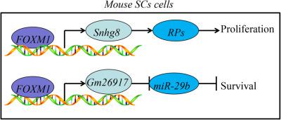FoxM1 Transcriptionally Regulates the Expression of Long Noncoding RNAs ...