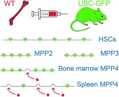 Stem Cell Defect in UBC-GFP Mice Facilitates Engraftment of Lymphoid ...