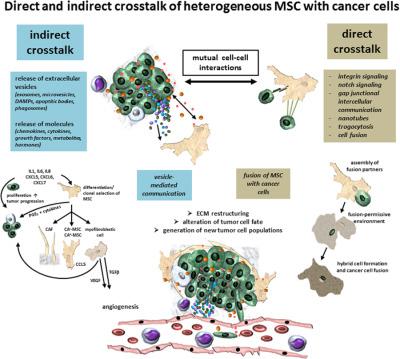 MSC 与癌细胞的串扰提供治疗潜力,STEM CELLS - X-MOL