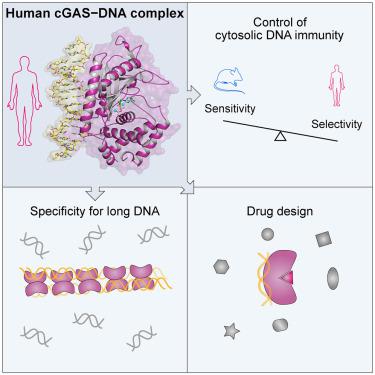 Structure of the Human cGAS-DNA Complex Reveals Enhanced Control of ...