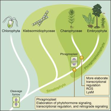 The Chara Genome: Secondary Complexity and Implications for Plant ...