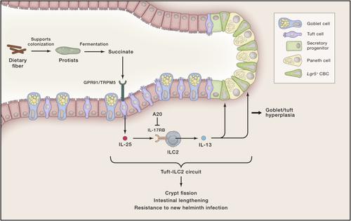 The Tuft Cell-ILC2 Circuit Integrates Intestinal Defense and ...