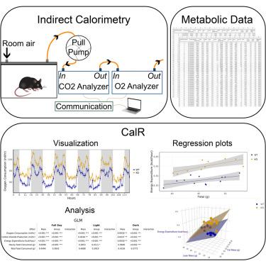 CalR: A Web-Based Analysis Tool for Indirect Calorimetry Experiments ...