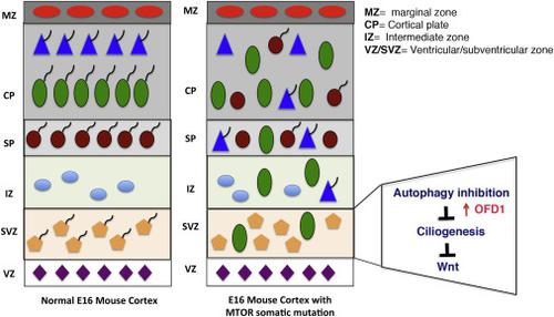 mTOR'ing across the Cortex by Chopping the Cilia.,Neuron - X-MOL