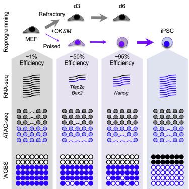 Prospective Isolation of Poised iPSC Intermediates Reveals Principles ...