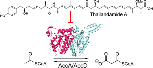 多烯天然产物泰国酰胺A抑制革兰氏阳性细菌和革兰氏阴性细菌中的脂肪酸生物合成。,Biochemistry - X-MOL