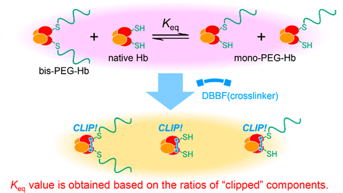 Analysis of Dimeric αβ Subunit Exchange between PEGylated and Native ...