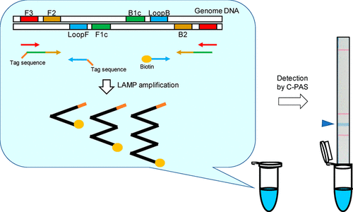 Rapid Screening Detection of Genetically Modified Crops by Loop-Mediated Isothermal ...