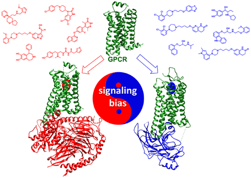 Biased Ligands of G Protein-Coupled Receptors (GPCRs): Structure ...
