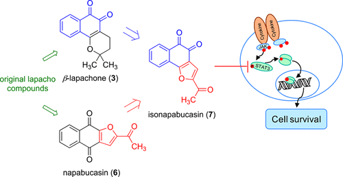 Napabucasin and Related Heterocycle-Fused Naphthoquinones as STAT3 ...