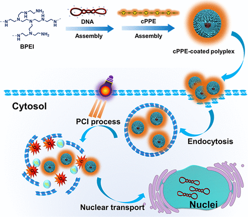 Remarkable Amplification of Polyethylenimine-Mediated Gene Delivery ...