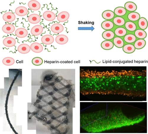 Rapid and Versatile Cell Aggregate Formation Using Lipid-Conjugated ...