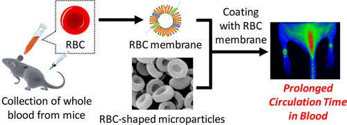 Red Blood Cell-Shaped Microparticles with a Red Blood Cell Membrane ...