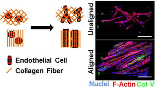 Collagen Fiber Orientation Regulates 3D Vascular Network Formation and ...
