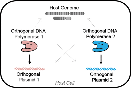 Mutually Orthogonal DNA Replication Systems In Vivo,ACS Synthetic ...