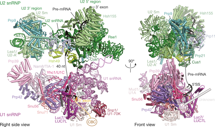 Prespliceosome structure provides insights into spliceosome assembly ...