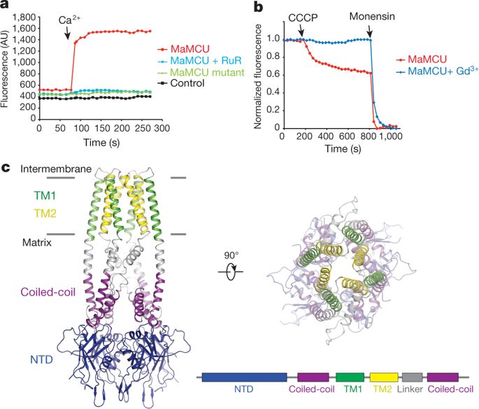 X-ray and cryo-EM structures of the mitochondrial calcium uniporter ...